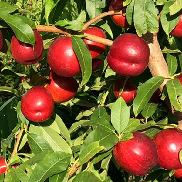 Nektarina Top Plant - Agro FertiCrop | Siguran partner u proizvodnji